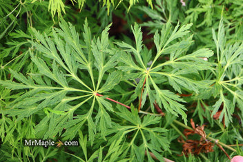 Acer japonicum 'Green Cascade' Japanese Maple — Mr Maple │ Buy Japanese ...