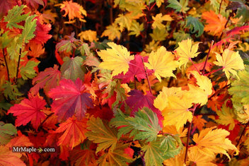 Buy Acer japonicum 'Indian Summer' Full Moon Japanese Maple — Mr Maple ...