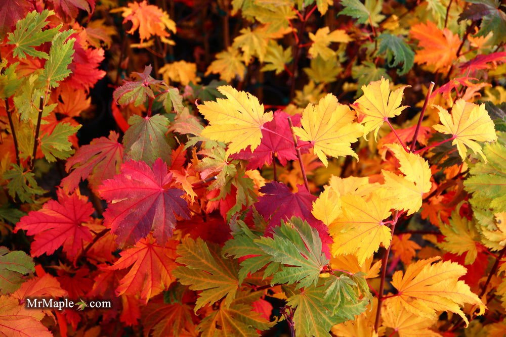 Buy Acer japonicum 'Indian Summer' Full Moon Japanese Maple — Mr Maple ...