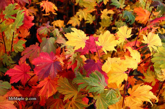 Buy Acer japonicum 'Indian Summer' Full Moon Japanese Maple — Mr Maple ...