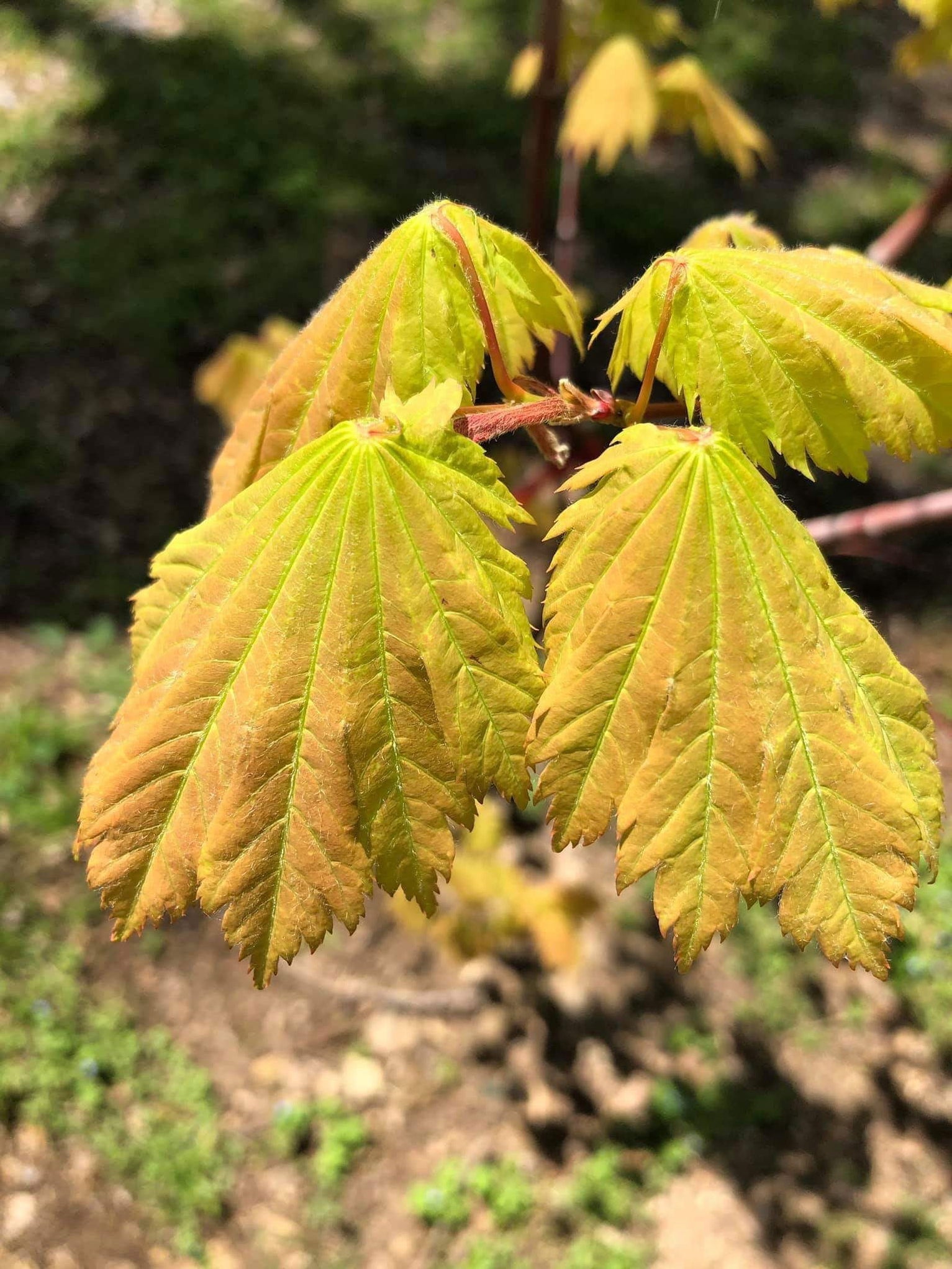 Buy Acer japonicum 'Indian Summer' Full Moon Japanese Maple — Mr Maple ...