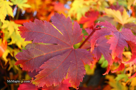 Buy Acer japonicum 'Indian Summer' Full Moon Japanese Maple — Mr Maple ...