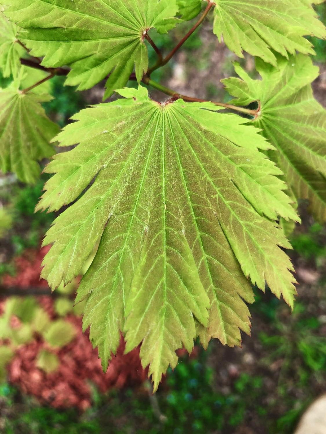 Buy Acer japonicum 'Indian Summer' Full Moon Japanese Maple — Mr Maple ...