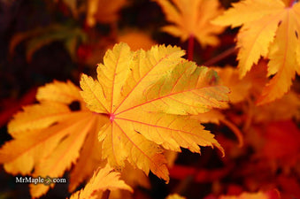 Buy Acer japonicum 'Indian Summer' Full Moon Japanese Maple — Mr Maple ...