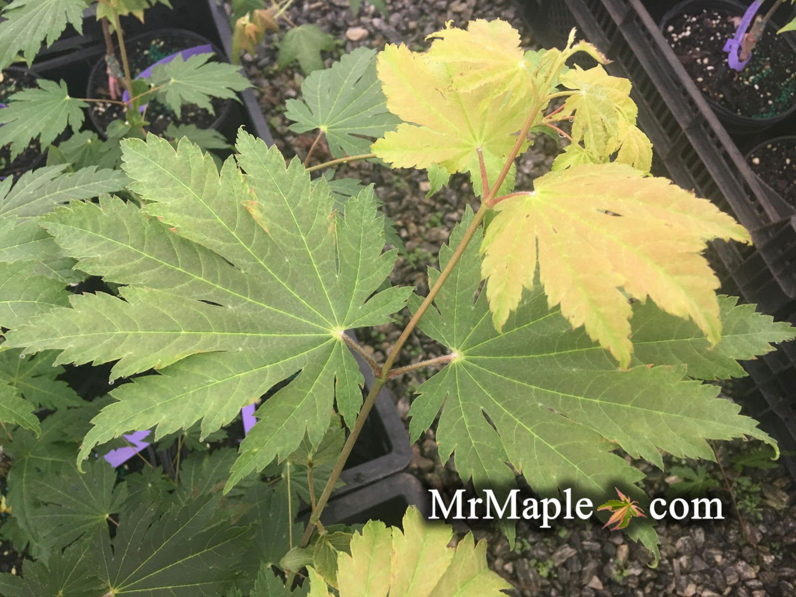 Buy Acer japonicum 'Indian Summer' Full Moon Japanese Maple — Mr Maple ...