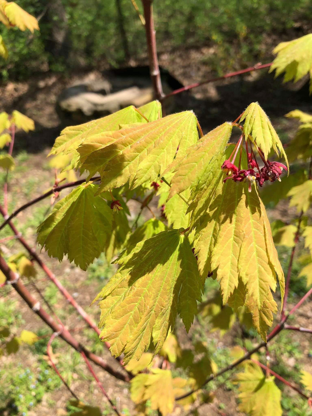 Buy Acer japonicum 'Indian Summer' Full Moon Japanese Maple — Mr Maple ...