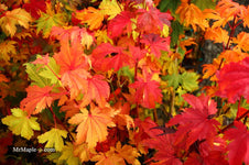 Buy Acer japonicum 'Indian Summer' Full Moon Japanese Maple — Mr Maple ...
