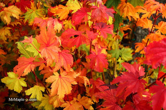 Buy Acer japonicum 'Indian Summer' Full Moon Japanese Maple — Mr Maple ...