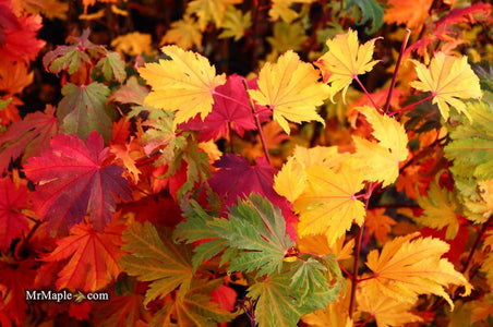 Buy Acer japonicum 'Indian Summer' Full Moon Japanese Maple — Mr Maple ...