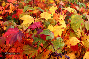 Buy Acer japonicum 'Indian Summer' Full Moon Japanese Maple — Mr Maple ...