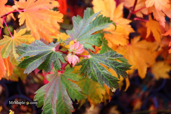 Buy Acer japonicum 'Indian Summer' Full Moon Japanese Maple — Mr Maple ...