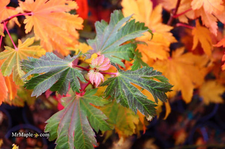 Buy Acer japonicum 'Indian Summer' Full Moon Japanese Maple — Mr Maple ...
