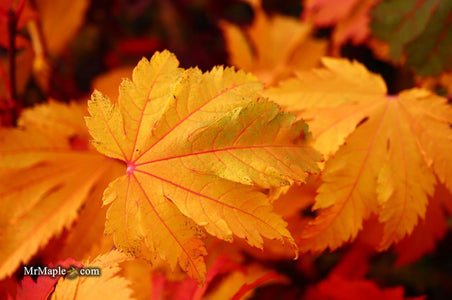 Buy Acer japonicum 'Indian Summer' Full Moon Japanese Maple — Mr Maple ...