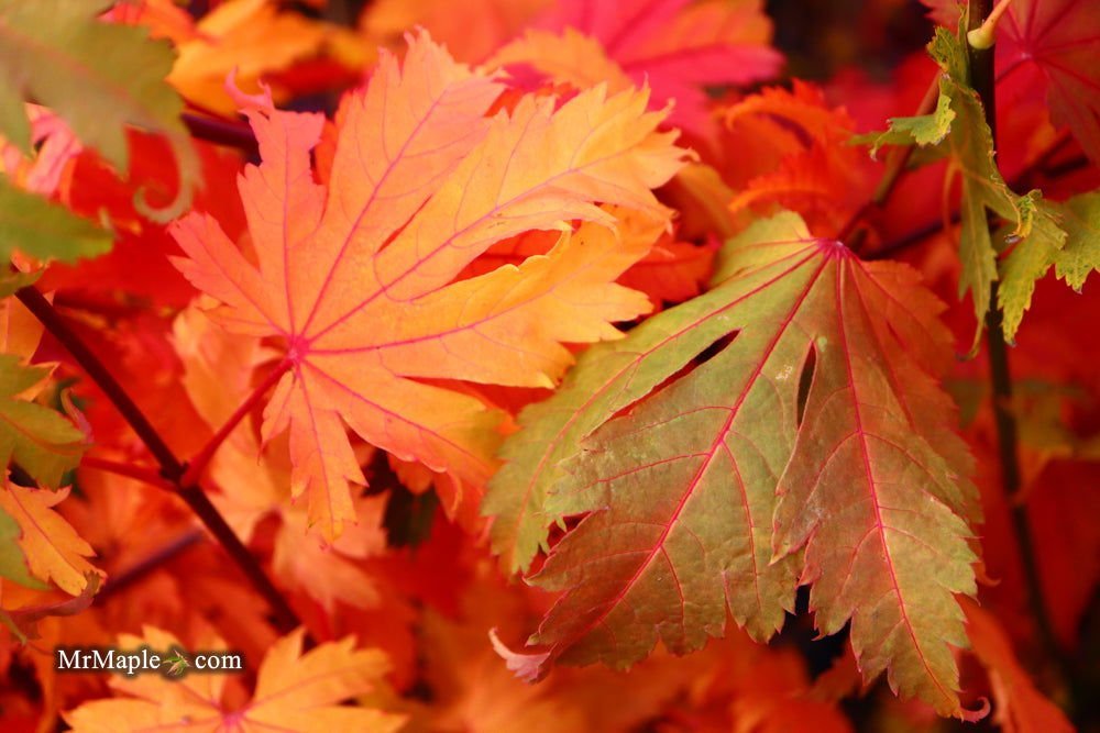 Buy Acer japonicum 'Indian Summer' Full Moon Japanese Maple — Mr Maple ...