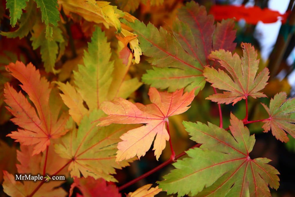 Buy Acer japonicum 'Indian Summer' Full Moon Japanese Maple — Mr Maple ...