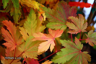 Buy Acer japonicum 'Indian Summer' Full Moon Japanese Maple — Mr Maple ...