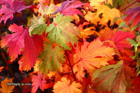 Buy Acer japonicum 'Indian Summer' Full Moon Japanese Maple — Mr Maple ...