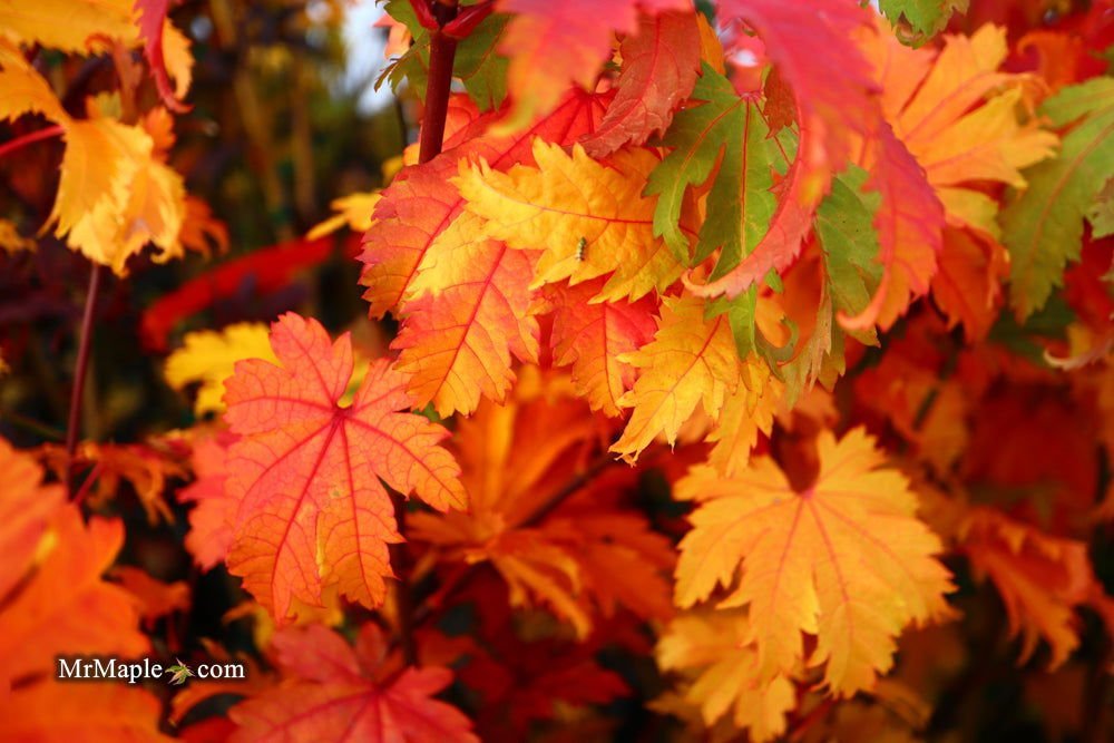 Buy Acer japonicum 'Indian Summer' Full Moon Japanese Maple — Mr Maple ...
