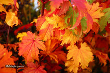 Buy Acer japonicum 'Indian Summer' Full Moon Japanese Maple — Mr Maple ...