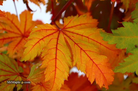 Buy Acer japonicum 'Indian Summer' Full Moon Japanese Maple — Mr Maple ...