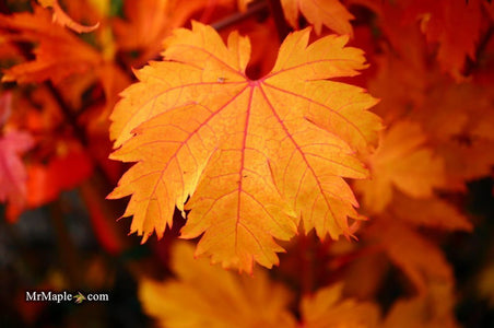 Buy Acer japonicum 'Indian Summer' Full Moon Japanese Maple — Mr Maple ...