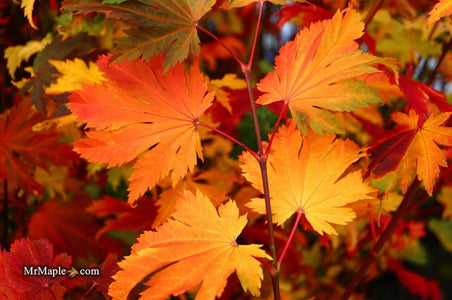 Buy Acer japonicum 'Indian Summer' Full Moon Japanese Maple — Mr Maple ...
