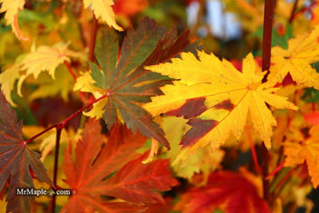 Buy Acer japonicum 'Indian Summer' Full Moon Japanese Maple — Mr Maple ...