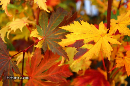 Buy Acer japonicum 'Indian Summer' Full Moon Japanese Maple — Mr Maple ...