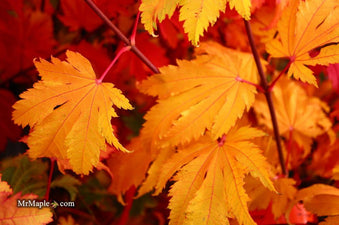 Buy Acer japonicum 'Indian Summer' Full Moon Japanese Maple — Mr Maple ...