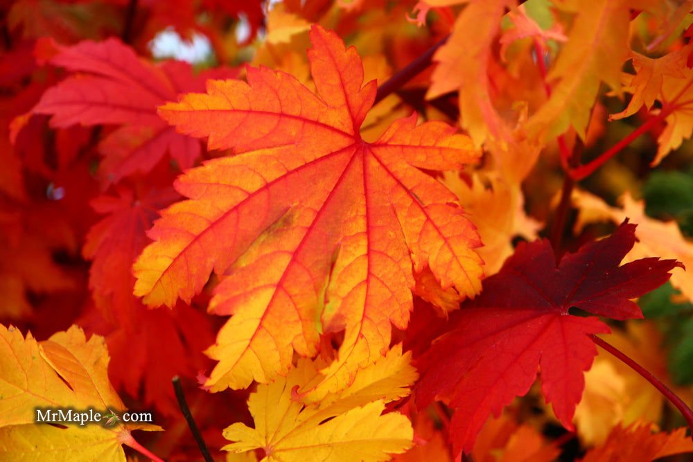 Buy Acer japonicum 'Indian Summer' Full Moon Japanese Maple — Mr Maple ...