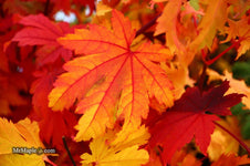 Buy Acer japonicum 'Indian Summer' Full Moon Japanese Maple — Mr Maple ...
