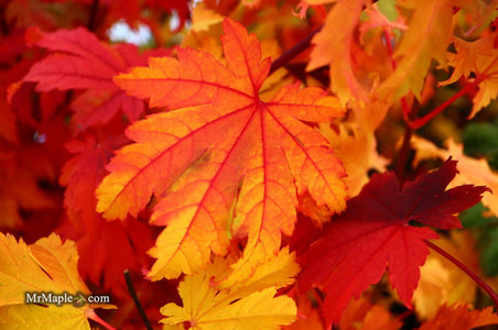Buy Acer japonicum 'Indian Summer' Full Moon Japanese Maple — Mr Maple ...