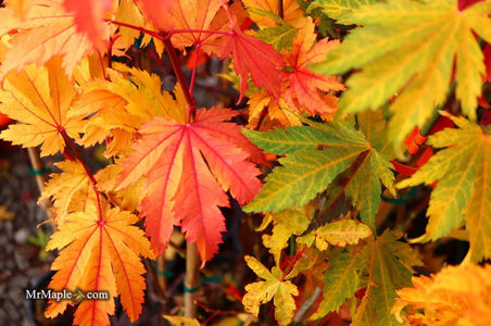 Buy Acer japonicum 'Indian Summer' Full Moon Japanese Maple — Mr Maple ...