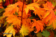 Buy Acer japonicum 'Indian Summer' Full Moon Japanese Maple — Mr Maple ...