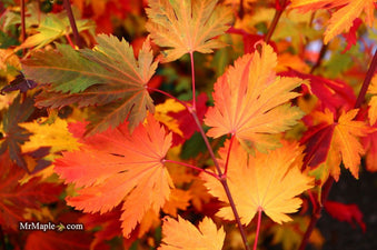 Buy Acer japonicum 'Indian Summer' Full Moon Japanese Maple — Mr Maple ...
