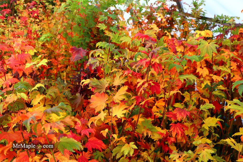 Buy Acer japonicum 'Indian Summer' Full Moon Japanese Maple — Mr Maple ...