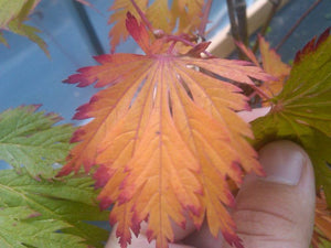 Buy Acer japonicum 'Longwood' Dancing Peacock Japanese Maple — Mr Maple ...