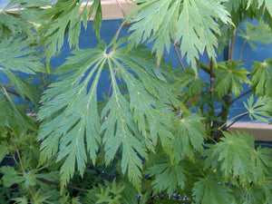Buy Acer japonicum 'Longwood' Dancing Peacock Japanese Maple — Mr Maple ...