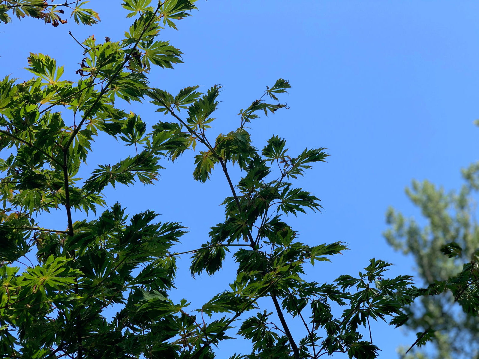 Buy Acer japonicum 'Longwood' Dancing Peacock Japanese Maple — Mr Maple ...