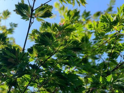 Buy Acer japonicum 'Longwood' Dancing Peacock Japanese Maple — Mr Maple ...