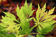 Buy Acer japonicum 'Longwood' Dancing Peacock Japanese Maple — Mr Maple ...