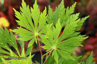 Buy Acer japonicum 'Longwood' Dancing Peacock Japanese Maple — Mr Maple ...