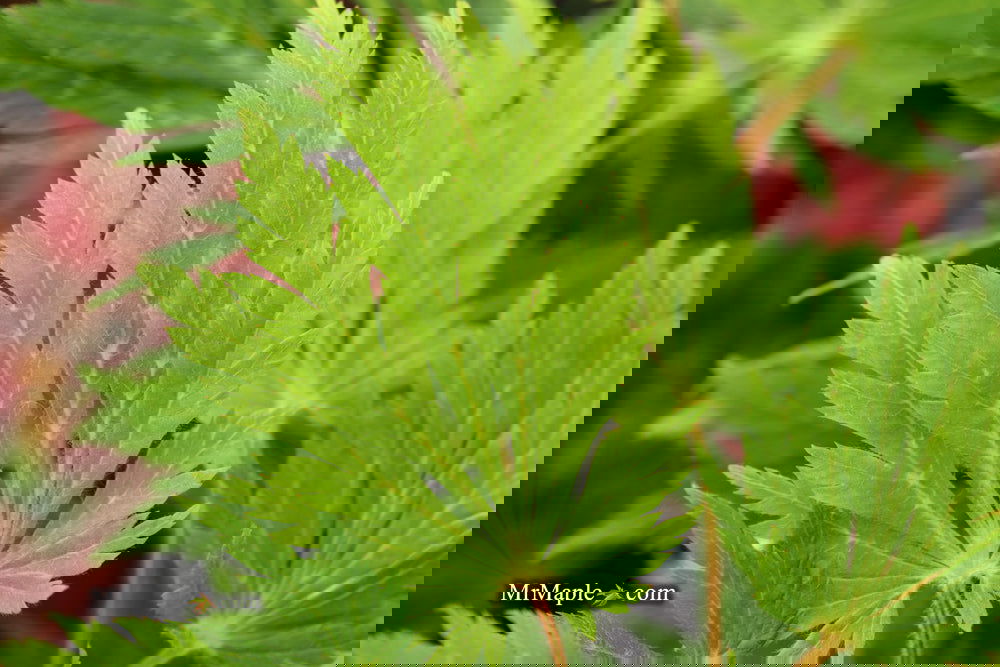 Buy Acer japonicum 'Longwood' Dancing Peacock Japanese Maple — Mr Maple ...