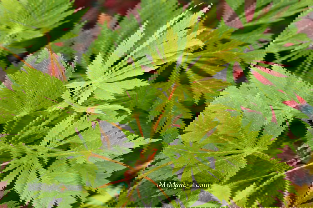Buy Acer japonicum 'Longwood' Dancing Peacock Japanese Maple — Mr Maple ...