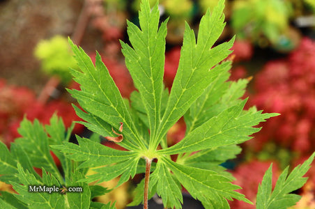 Buy Acer japonicum 'Longwood' Dancing Peacock Japanese Maple — Mr Maple ...
