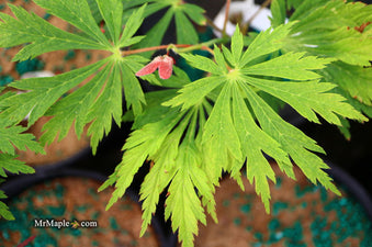 Buy Acer japonicum 'Longwood' Dancing Peacock Japanese Maple — Mr Maple ...