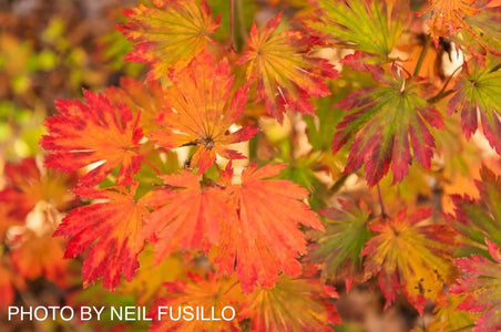 Buy Acer japonicum 'Meigetsu itaya' Japanese Maple — Mr Maple │ Buy ...