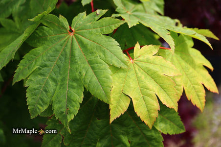 Buy Acer japonicum 'Meigetsu itaya' Japanese Maple — Mr Maple │ Buy ...