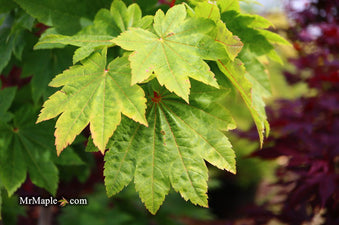 Buy Acer japonicum 'Meigetsu itaya' Japanese Maple — Mr Maple │ Buy ...