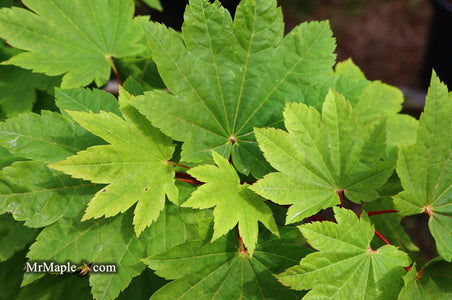 Buy Acer japonicum 'Meigetsu itaya' Japanese Maple — Mr Maple │ Buy ...